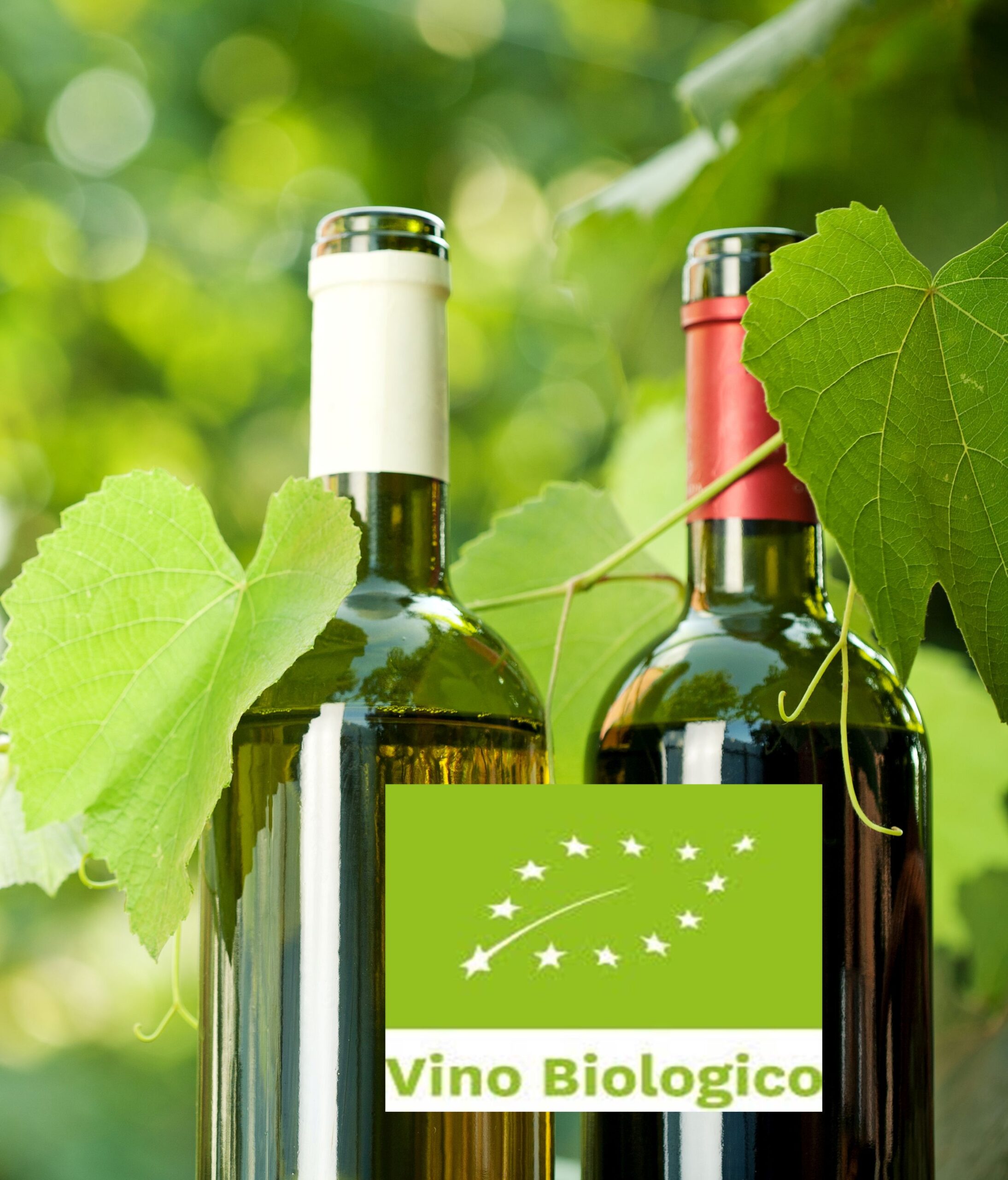 Vino e tendenze: sempre più bio nel calice degli italiani e nei vigneti ...